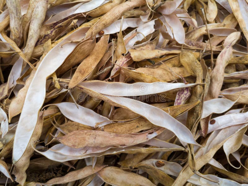 Pile of Dry Empty Open Bean Pods, Legume Yield Stock Image - Image of ...