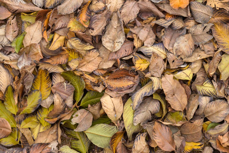 Pile of Dry Fallen Leaves in the Forest Stock Image - Image of texture ...