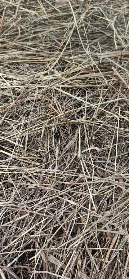 Pile of Dry Grass in the Photo in Summer Stock Image - Image of branch ...