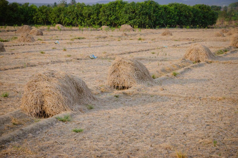 Pile of Dry Hay on the Farm Stock Image - Image of outdoor, landscape ...