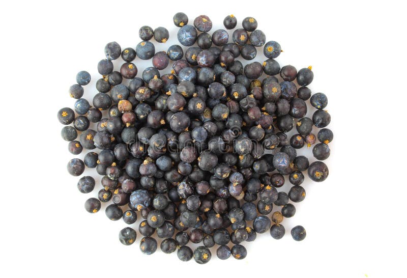 Pile of Dry Juniper Fruit Seeds Isolated on White Backgorund. Aromatic ...
