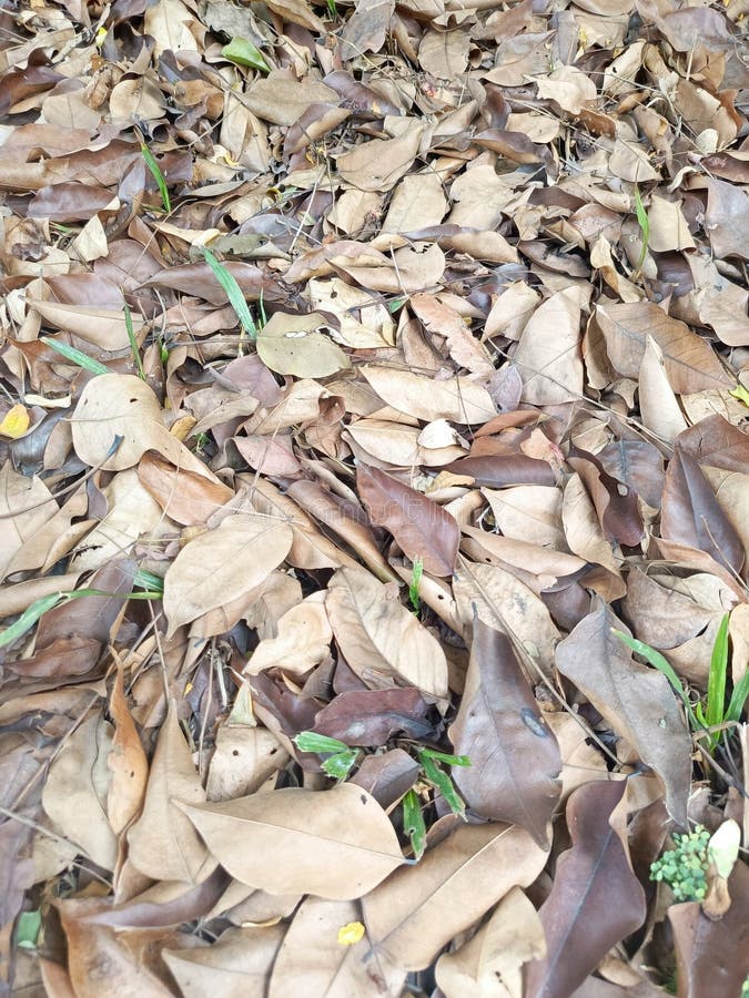 Pile of Dry Leaf, Brown Dead Leaves Stock Photo - Image of drop, garden ...