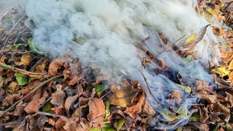 Pile of Dry Leaves Burning with Thick Smoke. Burnt Dry Leaves Stock ...