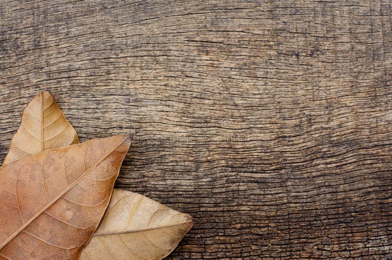 Pile of dry leaves stock photo. Image of effect, detail - 48918958 Pile of dry leaves stock photo. Image of effect, detail - 48918958