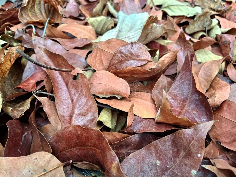 Scattered Piles of Dry Leaf Rubbish Stock Photo - Image of leaves ...