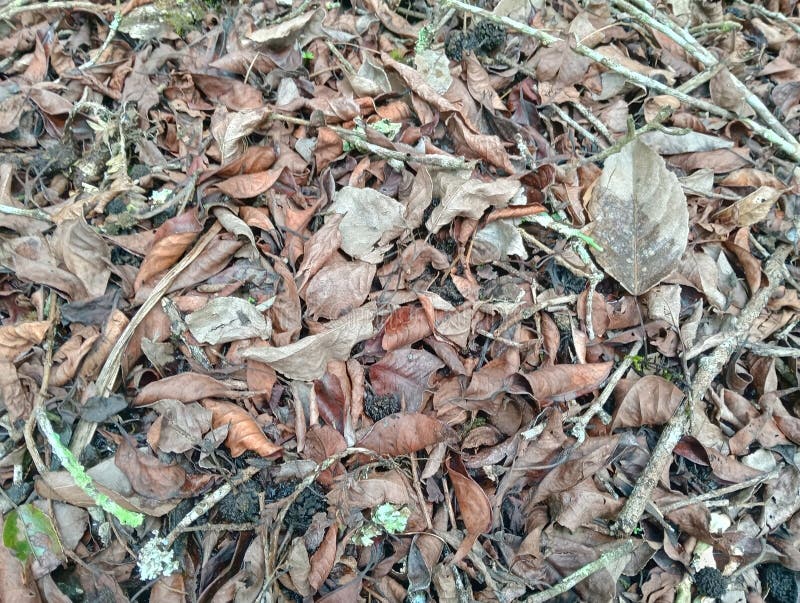 Pile of Dry Leaves in Tropical Forest Stock Image - Image of bark ...