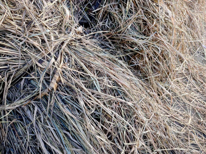 Pile of dry rice stalks stock image. Image of detail - 329085205