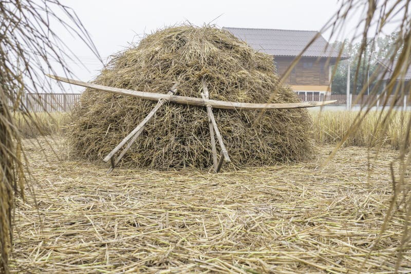 Pile of Dry Rice Straw and Local Wood Tool Shine Up before Process for ...