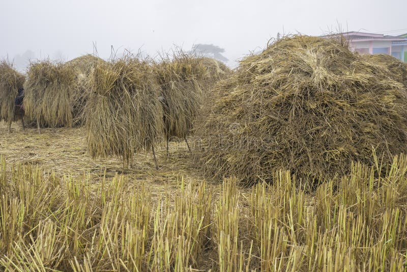 Pile of Dry Rice Straw in the Misty Field Prepare To Collect the Rice ...