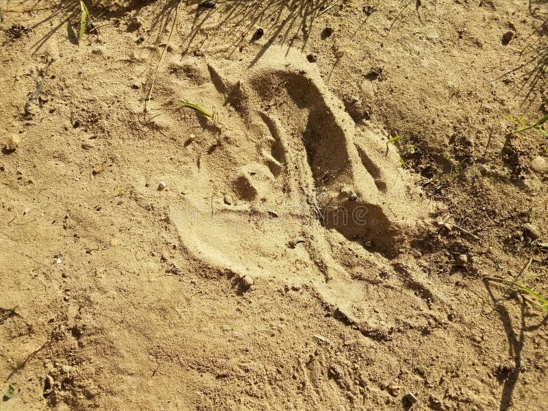 Dry Sand and Dirt on the Ground Stock Photo - Image of sand, brown ...