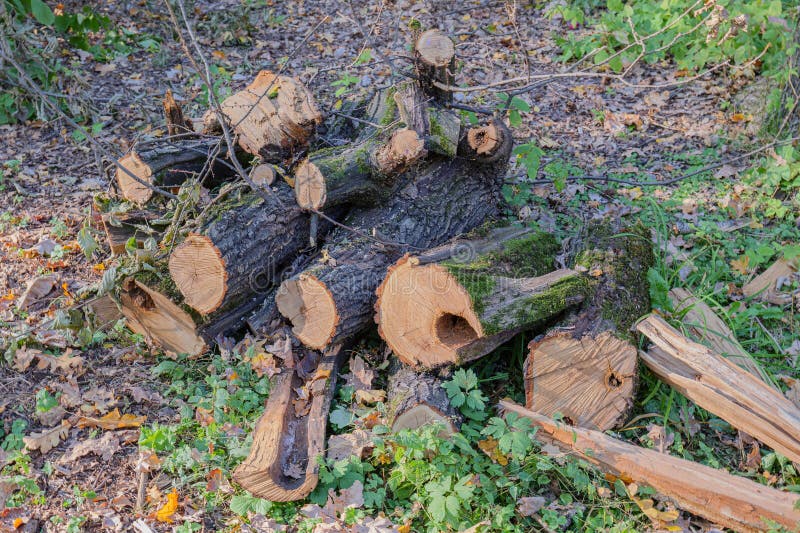 Pile of Dry Sticks and Broken Branches Outdoors Stock Photo - Image of ...