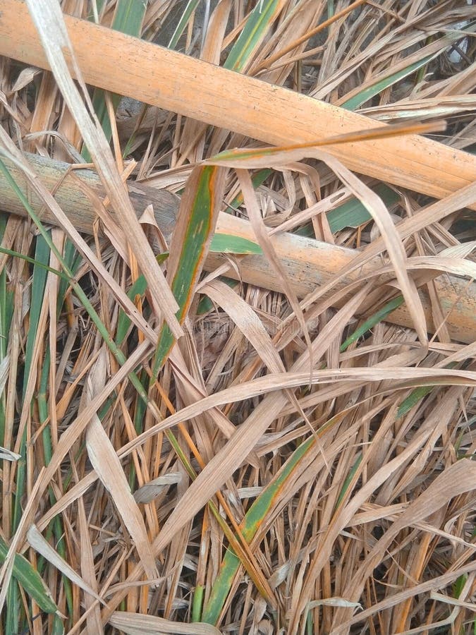 Pile of Dry Straw Forming a Simple Pattern for Material Design Stock ...