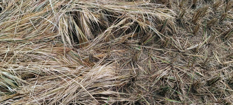 Pile of Dry Straw on Rice Field Stock Image - Image of agriculture ...