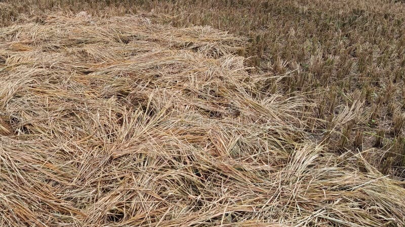 Pile of Dry Straw on Rice Field Stock Image - Image of grain ...
