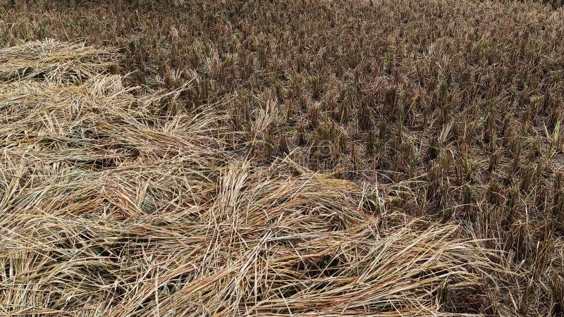 Pile of Dry Straw on Rice Field Stock Image - Image of feed ...
