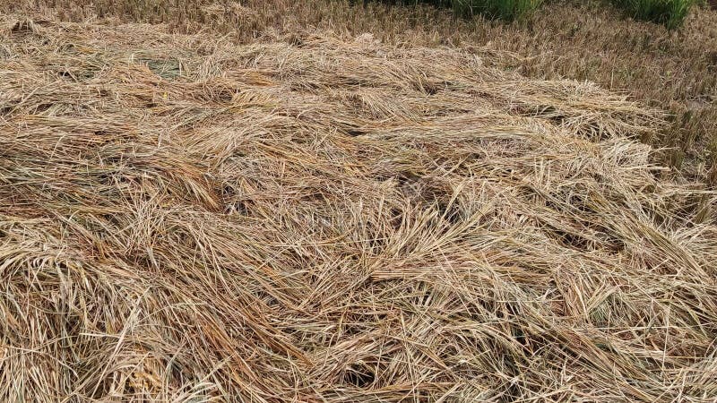 Pile of Dry Straw on Rice Field Stock Image - Image of farm, people ...