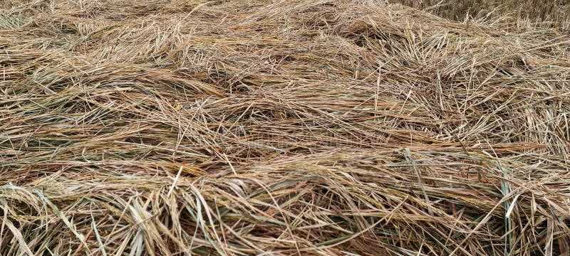 Pile of Dry Straw on Rice Field Stock Photo - Image of golden, farmland ...