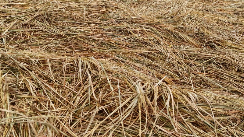Pile of Dry Straw on Rice Field Stock Photo - Image of closeup, farm ...