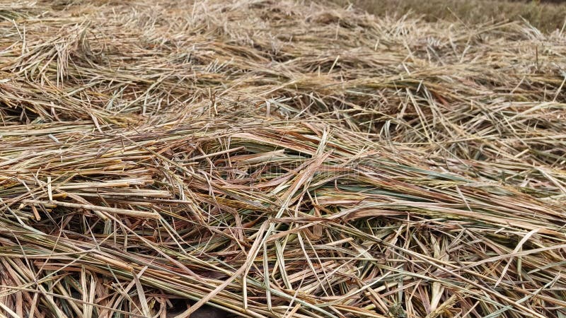 Pile of Dry Straw on Rice Field Stock Image - Image of organic, farm ...