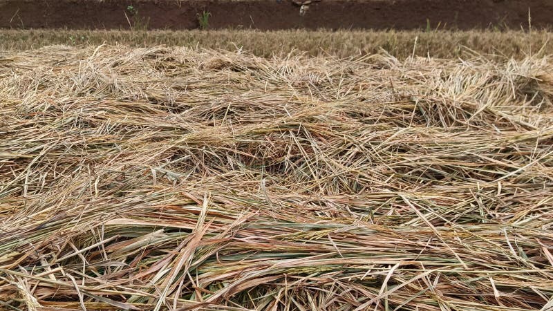 Pile of Dry Straw on Rice Field Stock Image - Image of closeup ...