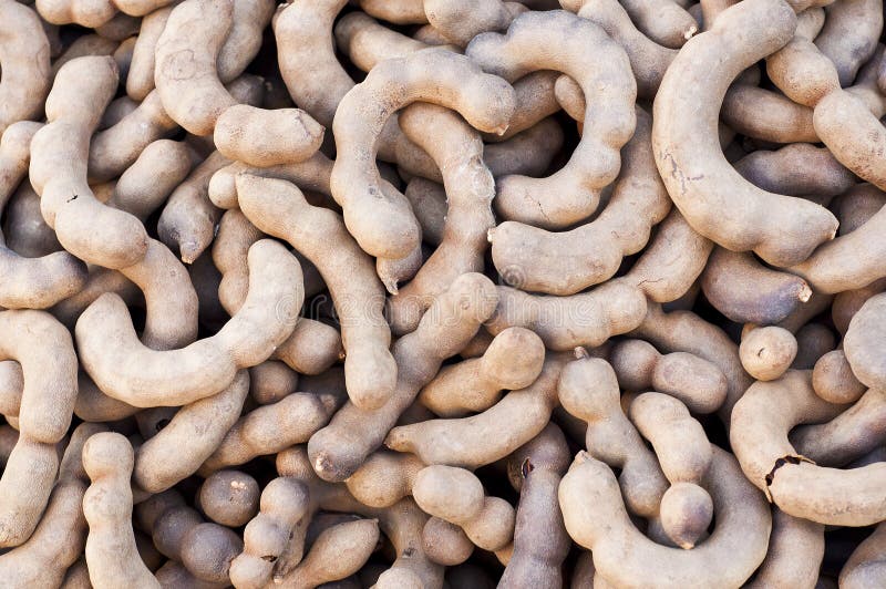 Sweet tamarind. stock photo. Image of ingredient, ripe - 29989920