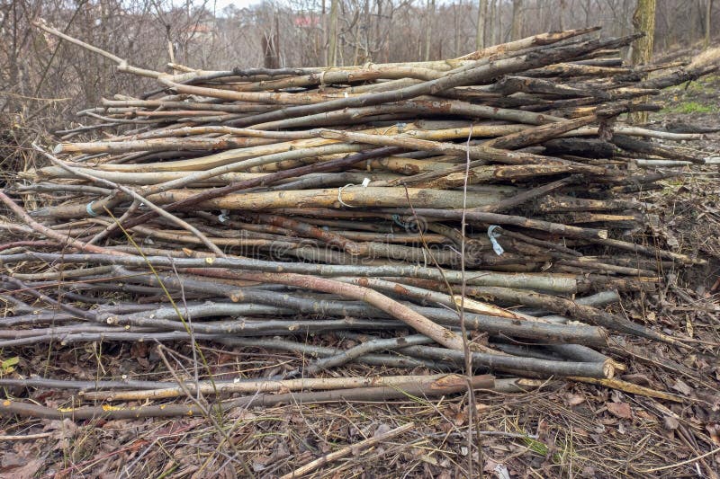 Pile of Dry Twigs for Firewood in the Forest Stock Image - Image of ...