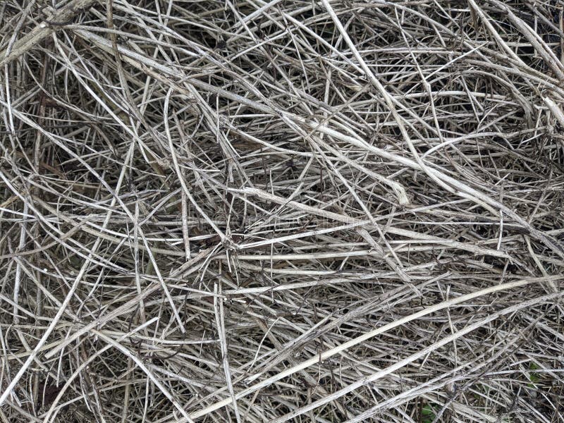 A Pile of Dry Twigs from Tropical Forest in Indonesia Stock Photo ...