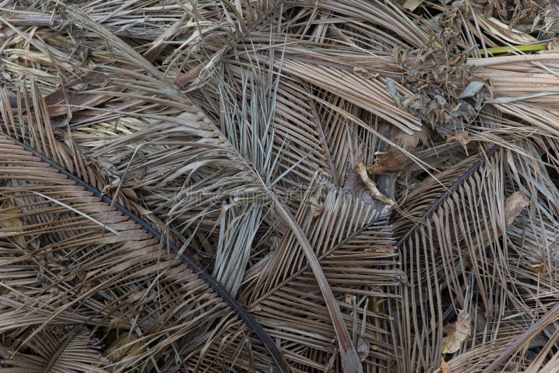 Pile of Dumped Dried Palm Leaf. Stock Image - Image of plant, asian ...