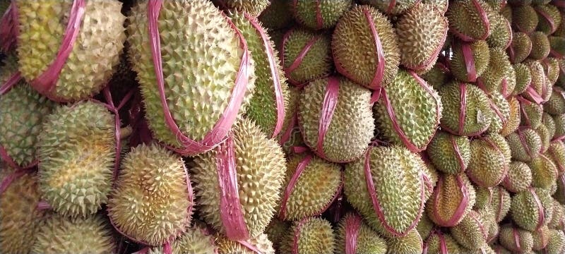 Pile of Durian Fruit Tied with Rope, Has Sharp Thorny Skin Stock Photo ...