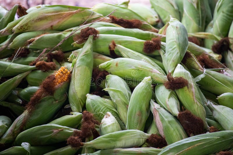 A Pile of Ears of Corn in the Philippines Stock Photo - Image of leaf ...