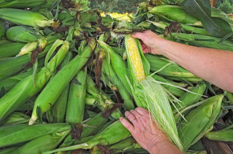 Pile of Ears of Corns stock image. Image of green, market - 21442285