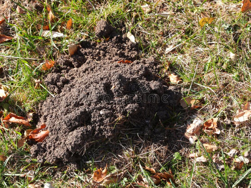 Pile of Earth from the Burrow Dug by the Mole Stock Photo - Image of ...