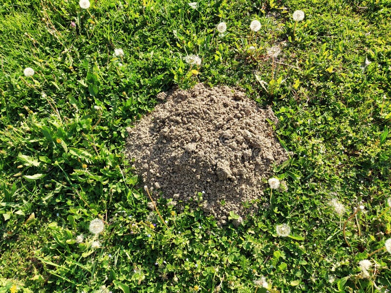 Mole Pile Or Vole Pile In Autumn In A Garden Stock Image - Image of ...