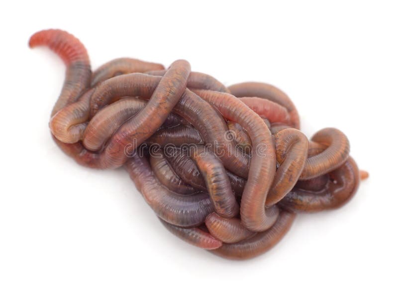 Pile of earthworms stock image. Image of fishing, isolated - 252259793