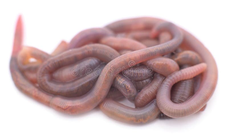 Pile of earthworms stock image. Image of fishing, isolated - 252259793