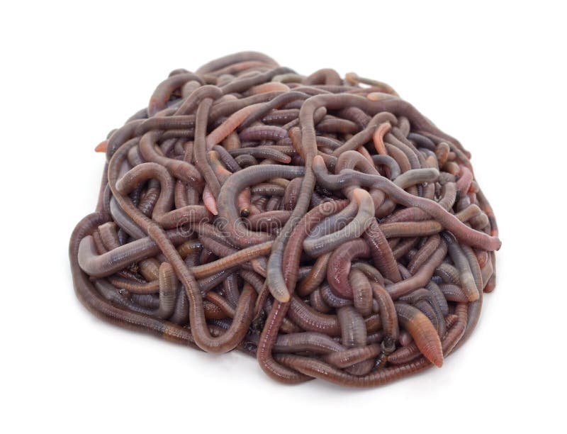 Pile of earthworms stock image. Image of fishing, isolated - 252259793