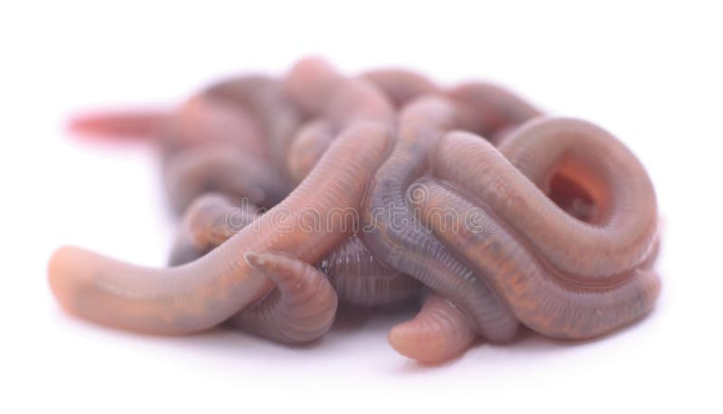 182 Earth Worm Cut Section Stock Photos - Free & Royalty-Free Stock ...