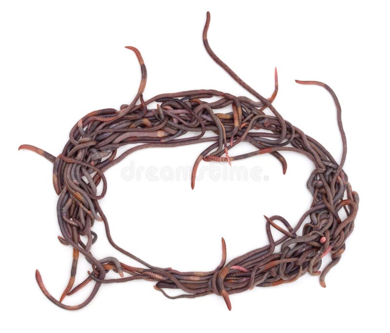 Pile of earthworms stock image. Image of fishing, isolated - 252259793