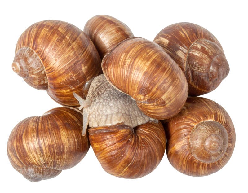 Pile of Edible Snails Isolated on Transparent Background Stock Photo ...