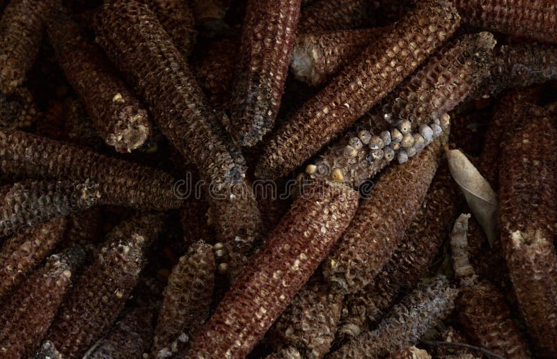 A pile of empty corn husks stock photo. Image of empty - 354851960