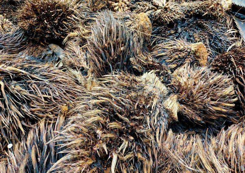 Empty Oil Palm Fruit Bunches Stock Photo - Image of mushroom, tree ...