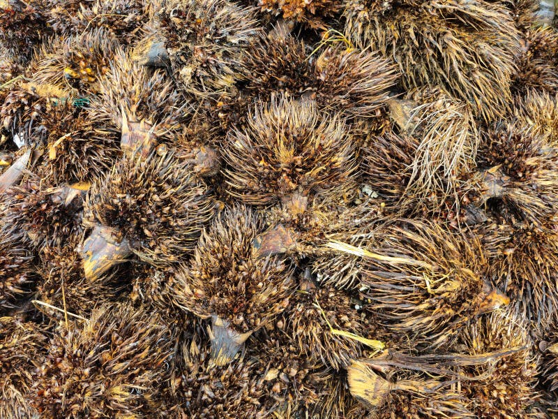 Pile of Empty Palm Fruit Bunches Stock Image - Image of land, nature ...
