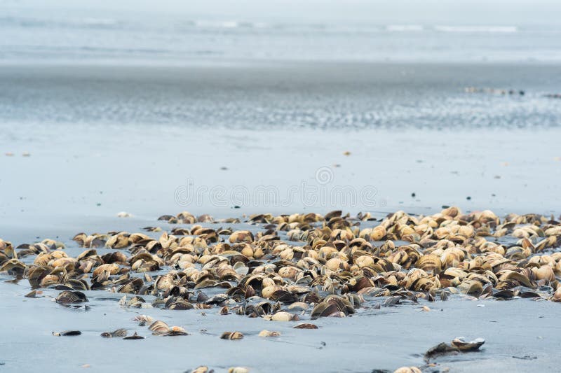 Pile of Empty Shells of Surf Clams on the Seashore Left from Fishing ...