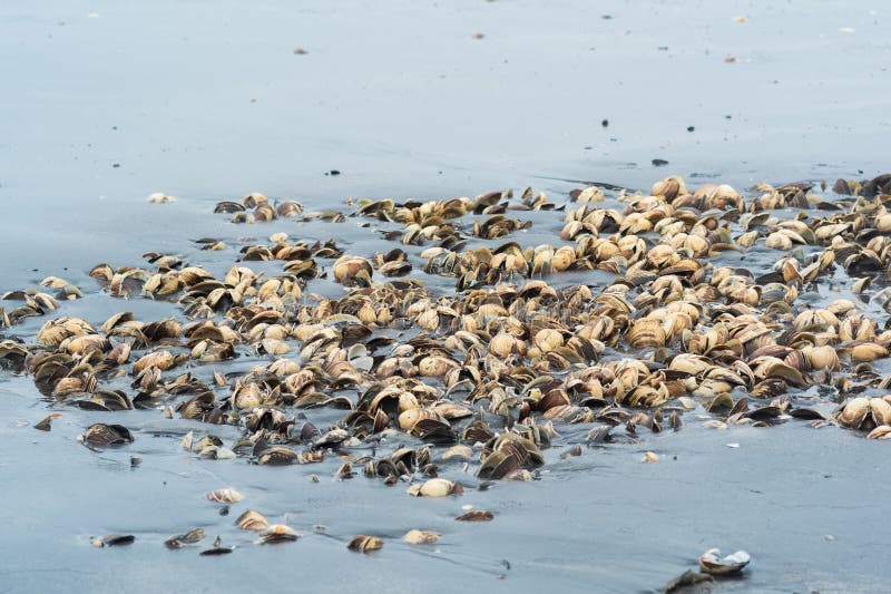 Pile of Empty Shells of Surf Clams on the Seashore Left from Fishing ...