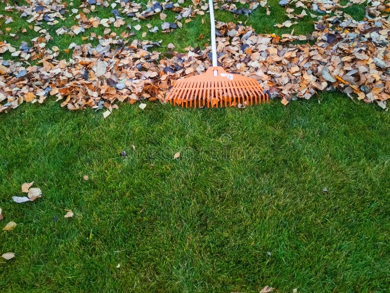 Pile of Fall Leaves with Fan Rake on Lawn Stock Image - Image of ...