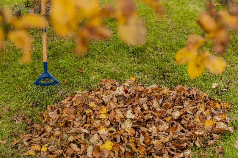Fall leaves with rake stock image. Image of october - 259551943