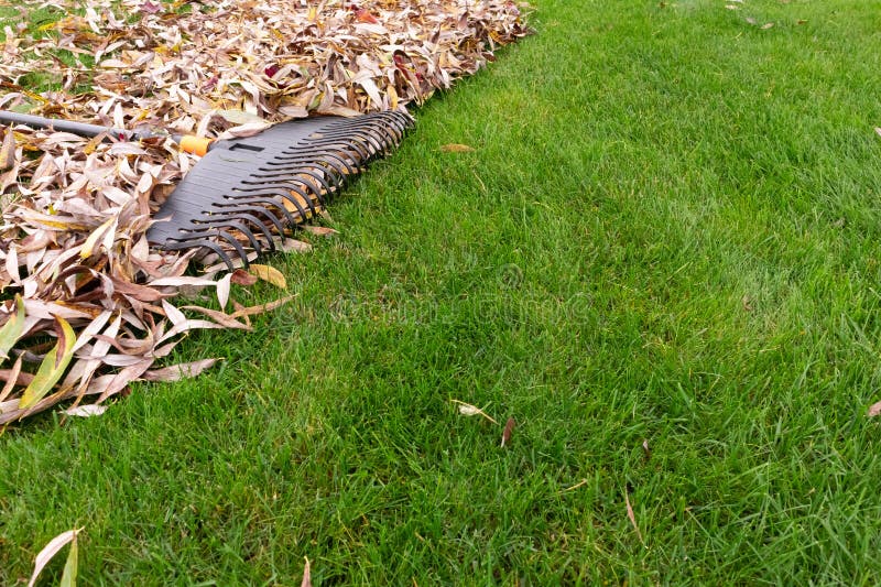 Pile of Fall Leaves with Rake on Lawn Stock Photo - Image of raking ...