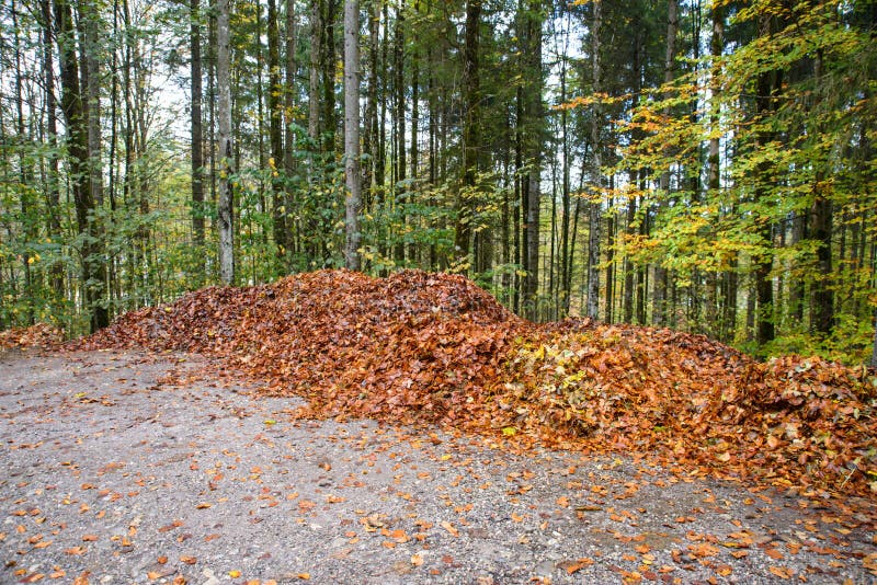 Pile of Fall Leaves stock image. Image of forest, closeup - 45171947