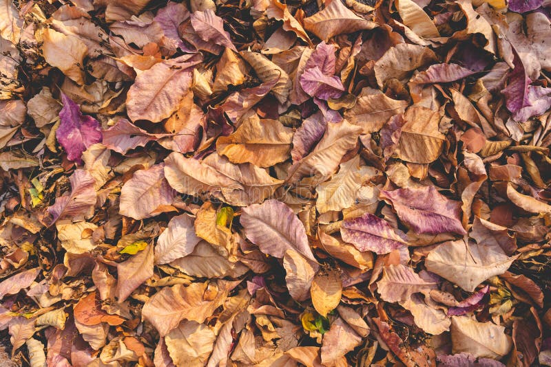 Pattern Pile of Fallen Autumn Dried Leaves Texture for Background Stock ...