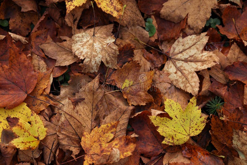 Pile of Fallen Autumn Leaves on Ground, Top View Stock Photo - Image of ...